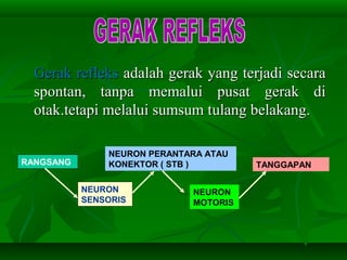 Sistem saraf pada manusia | PPT