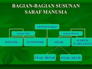 Sistem saraf pada manusia | PPT