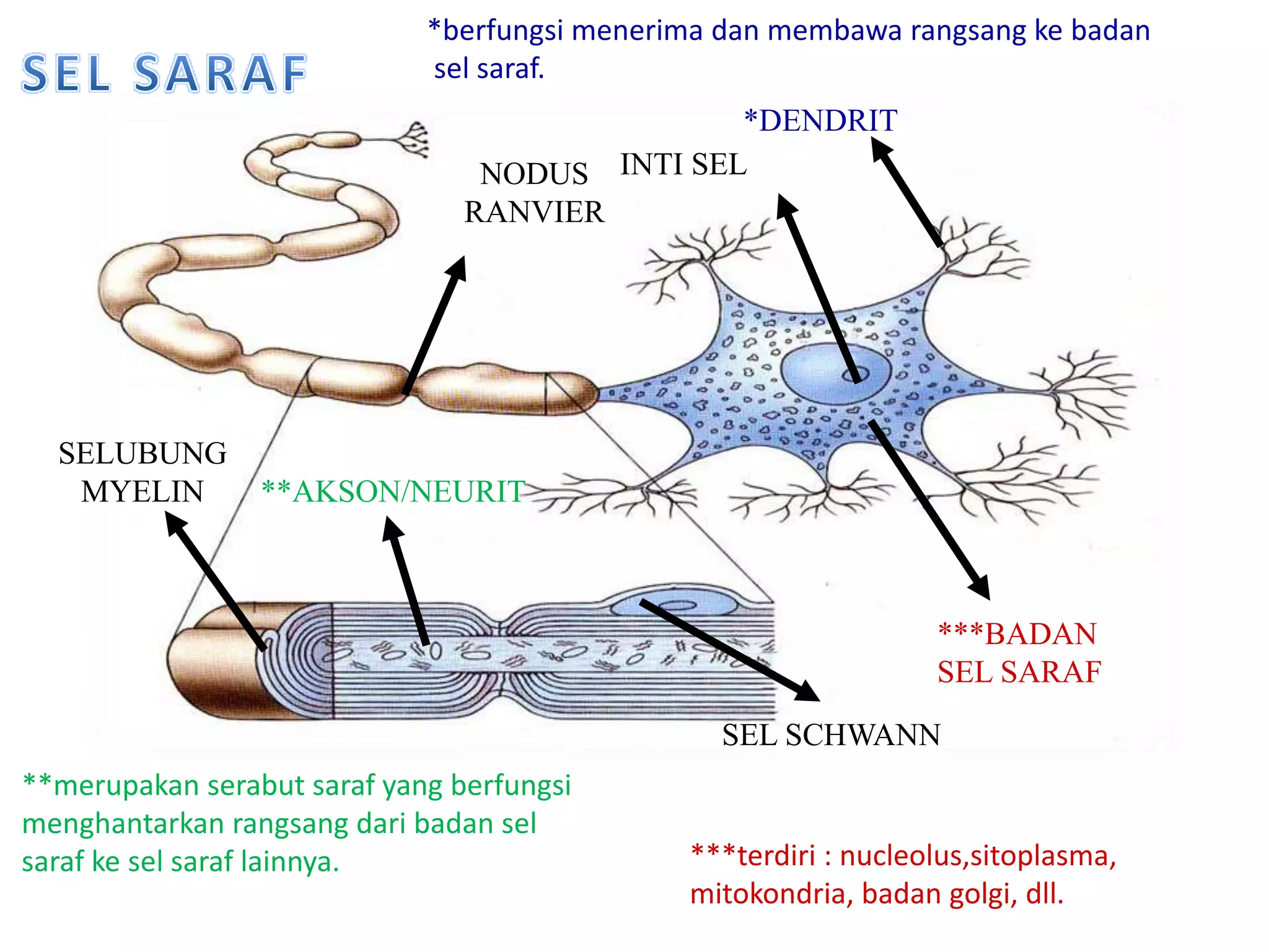 Sistem saraf pada manusia | PPTX