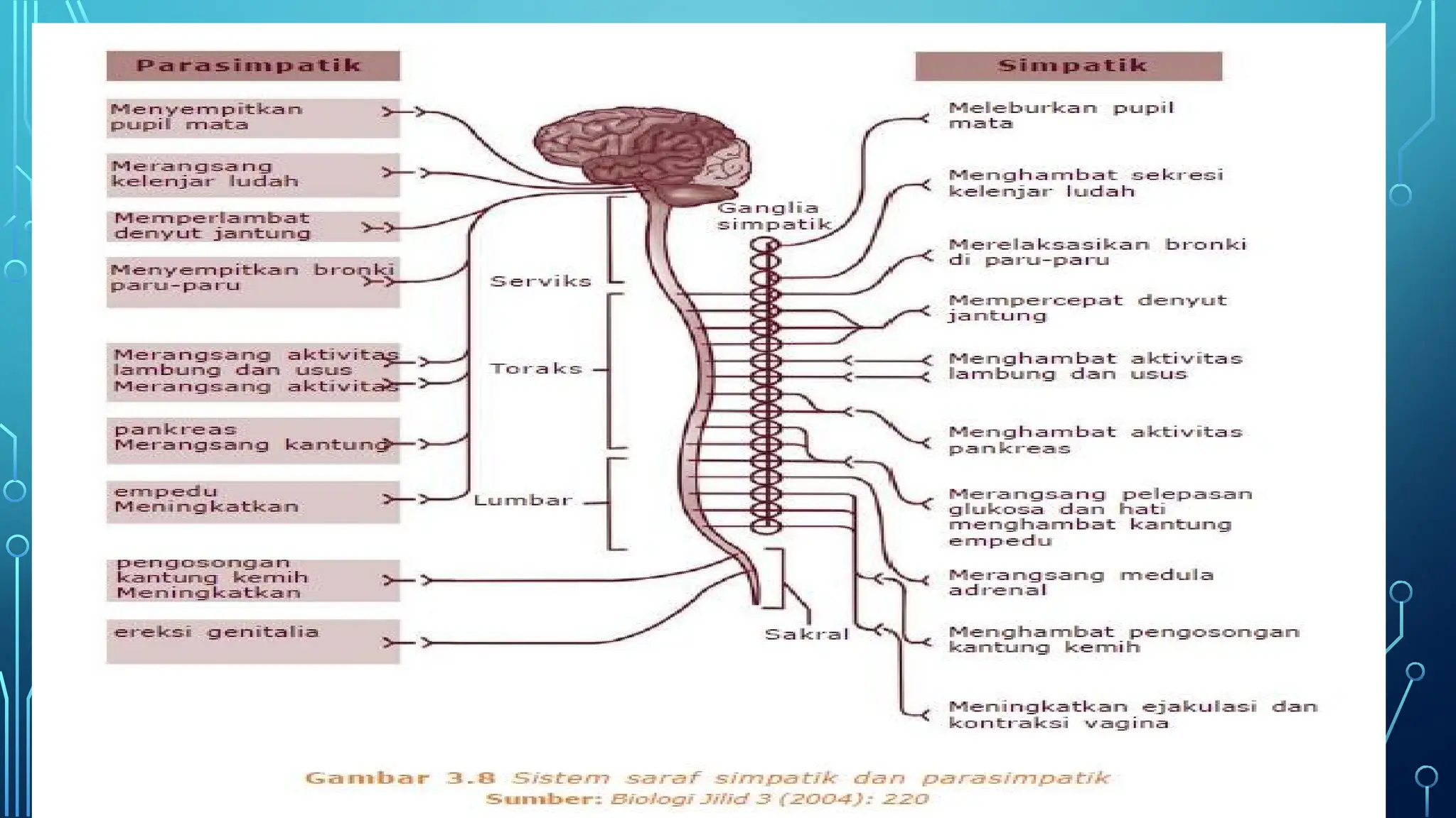 PRESENTASI SISTEM SARAF PADA MANUSIA.pptx