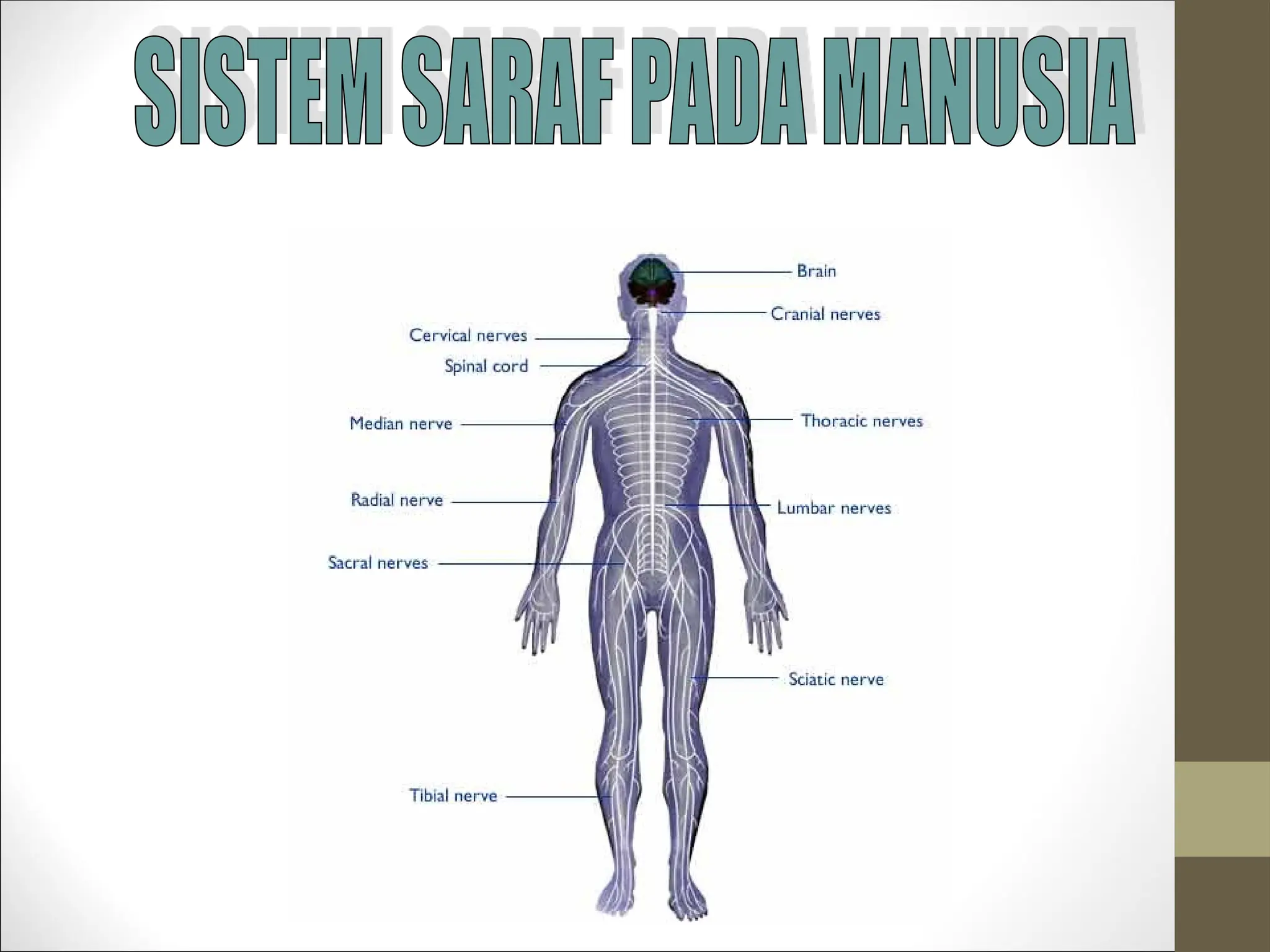 sistem saraf pada manusia.ppt beserta fungsinya | PPT
