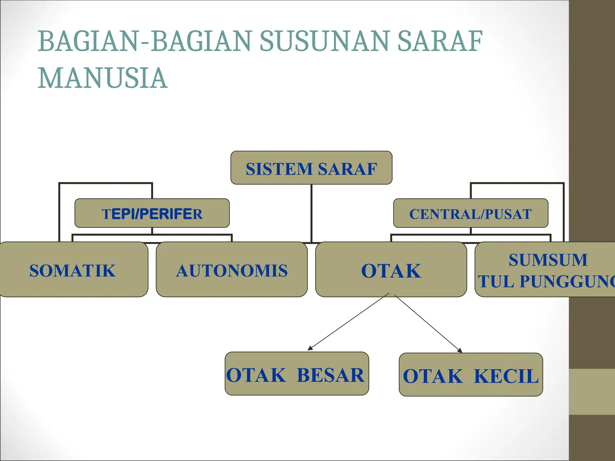 sistem saraf pada manusia.ppt beserta fungsinya | PPT
