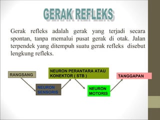 sistem saraf pada manusia.ppt beserta fungsinya | PPT