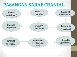 sistem saraf pada manusia.ppt beserta fungsinya | PPT