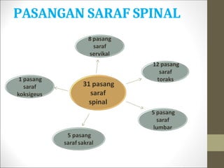 sistem saraf pada manusia.ppt beserta fungsinya | PPT