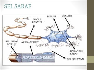sistem saraf pada manusia.ppt beserta fungsinya | PPT