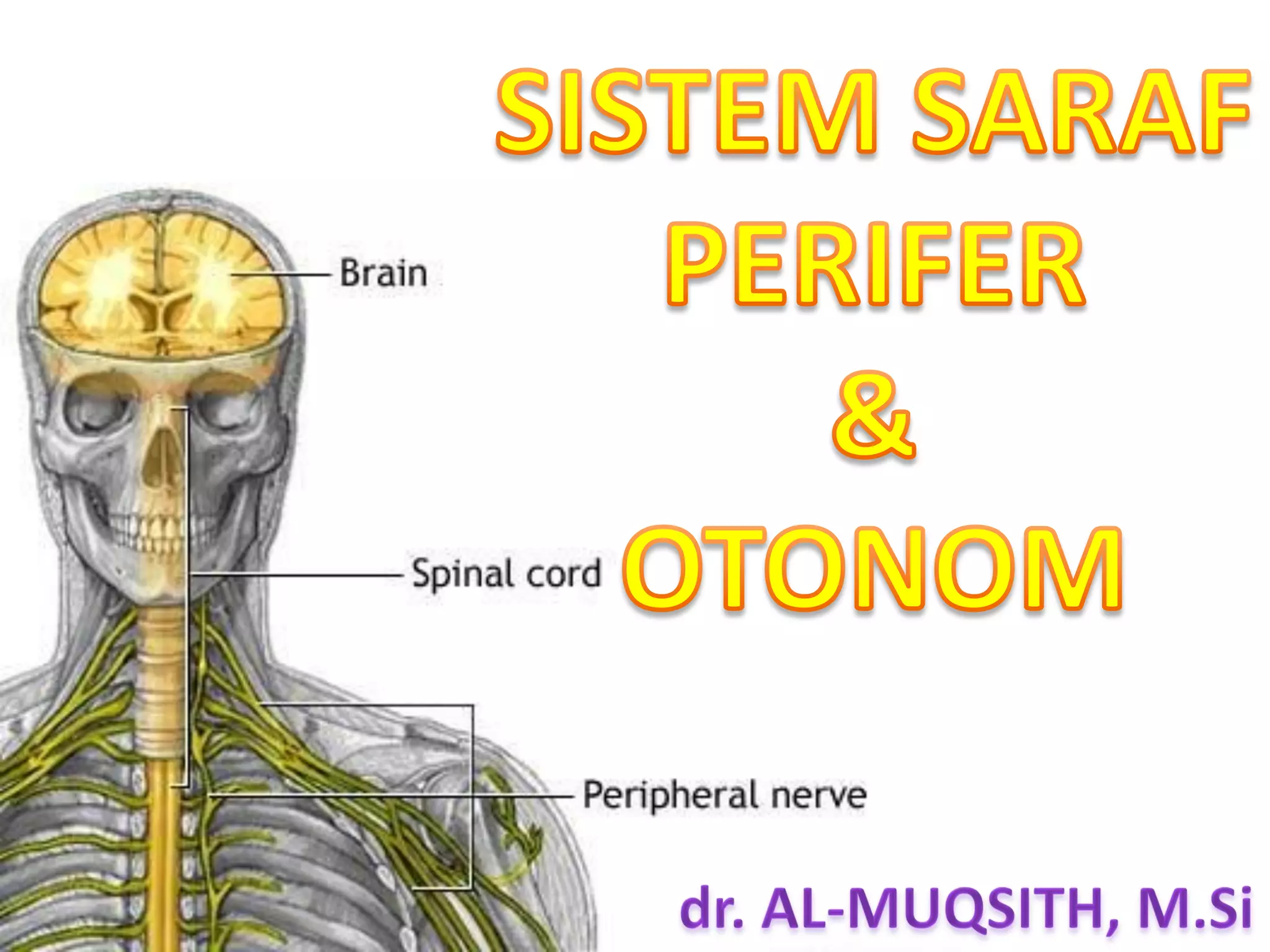 SISTEM SARAF PERIFER dan OTONOM.pdf