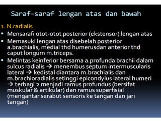 SISTEM SARAF PERIFER dan OTONOM.pdf