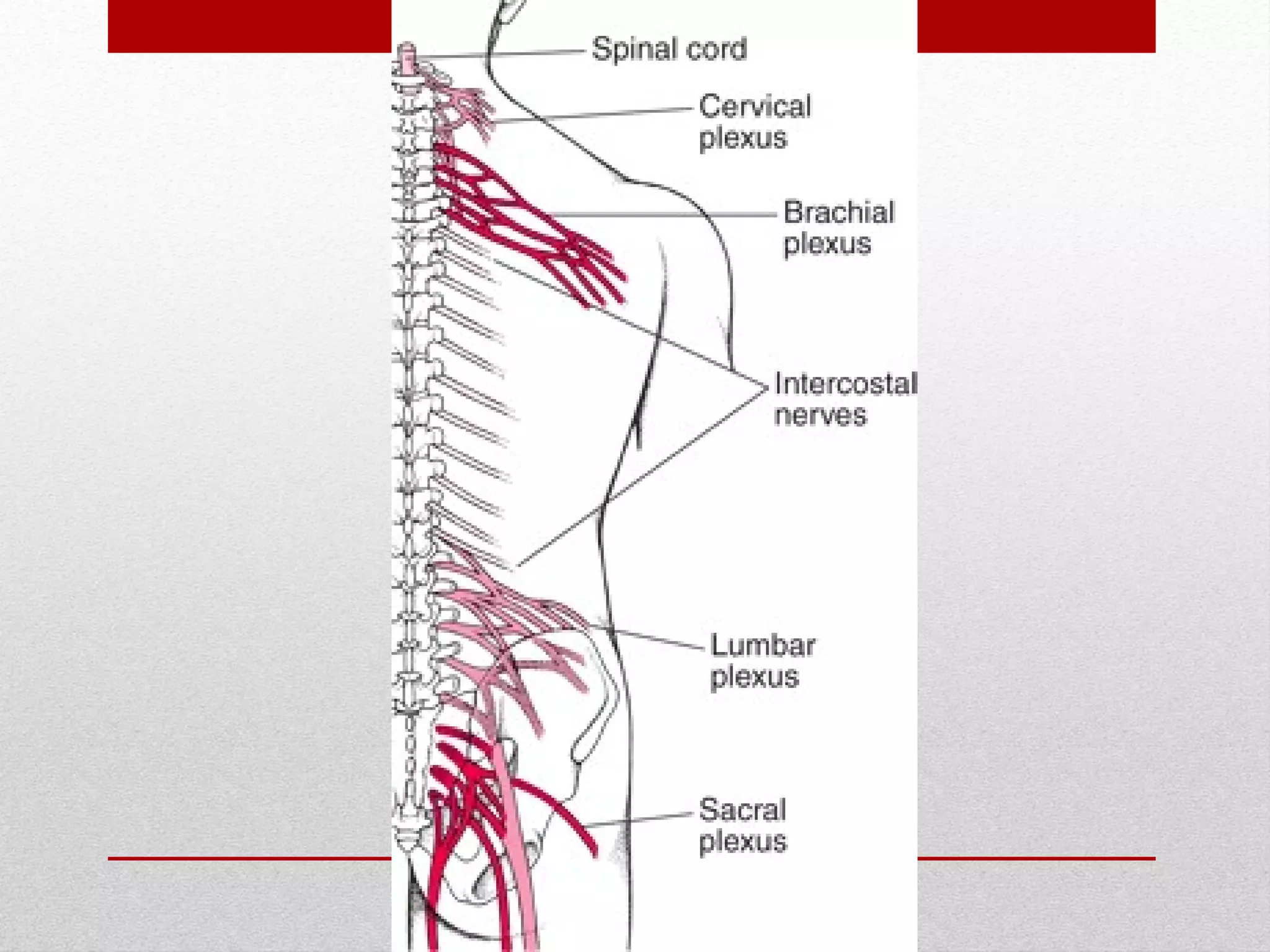SISTEM SARAF PERIFERI | PPT