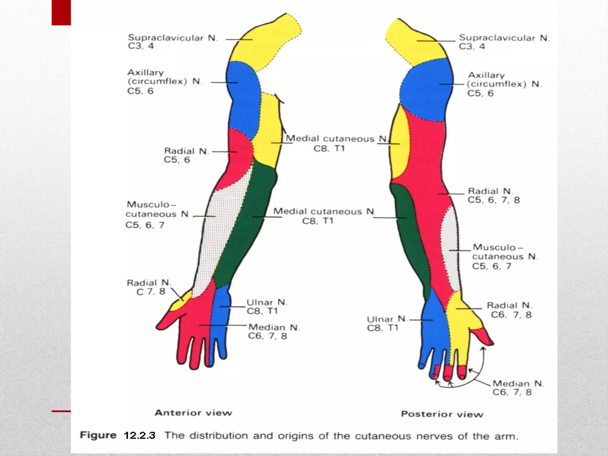 SISTEM SARAF PERIFERI | PPT