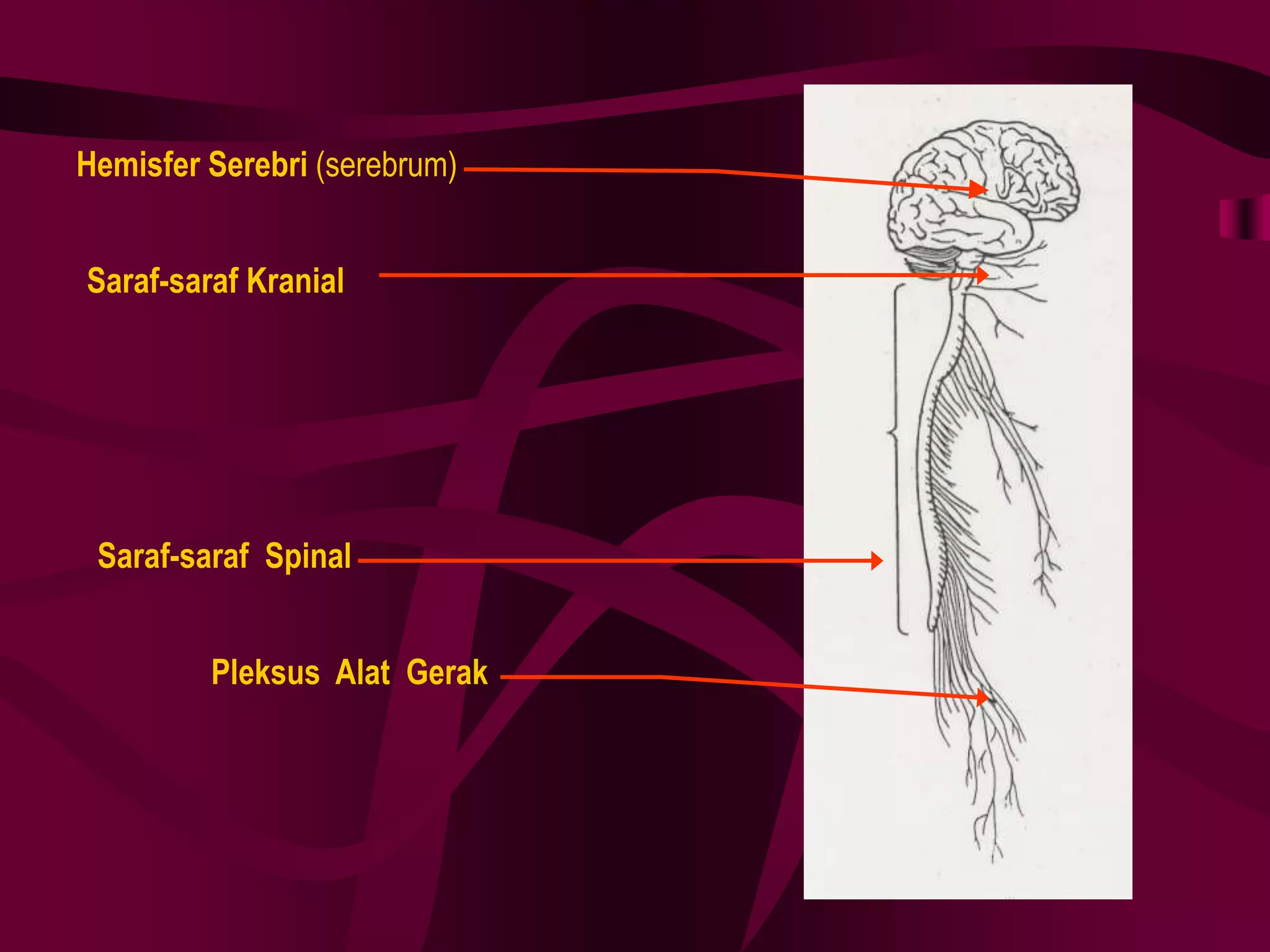 SISTEM_SARAF_ppt.ppt