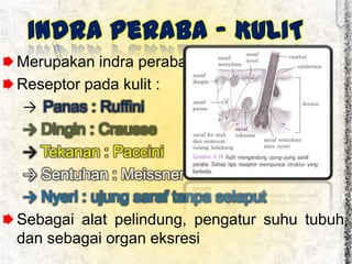 Sistem saraf pusat | PPT