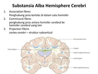 SISTEM SARAF PUSAT.pdf