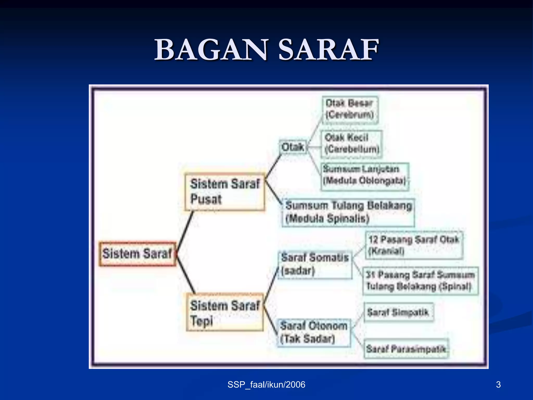 Sistem saraf pusat anatomi faal | PPTX