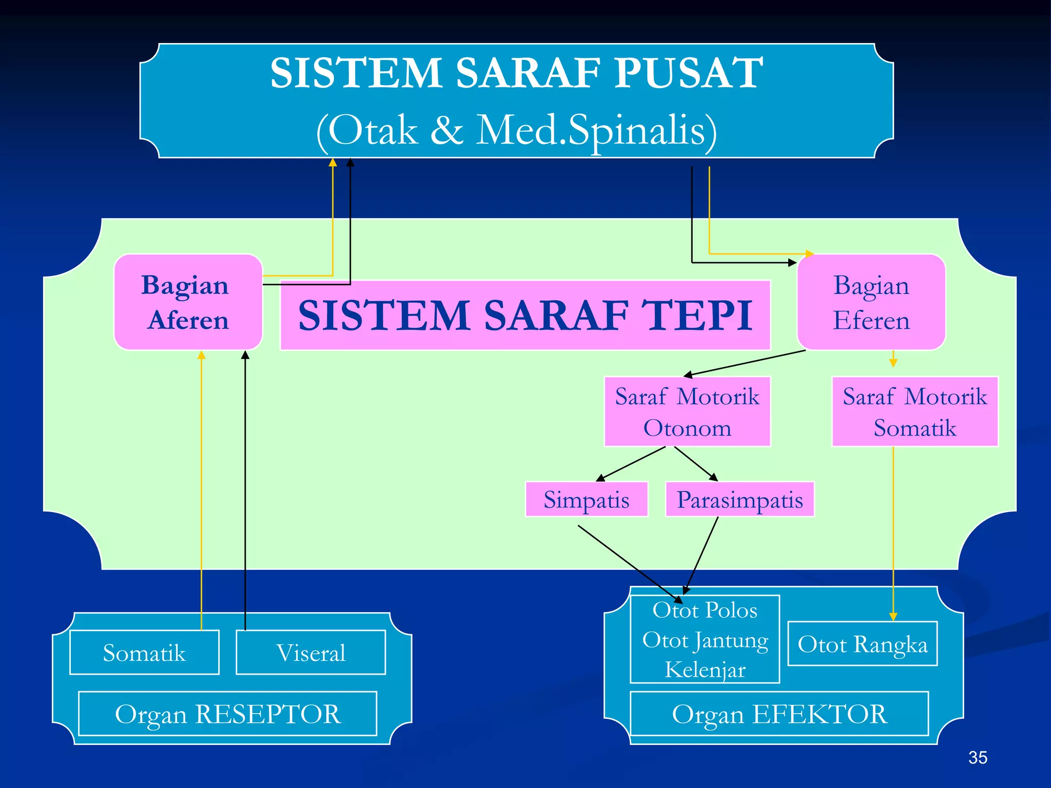 Sistem saraf pusat anatomi faal | PPTX