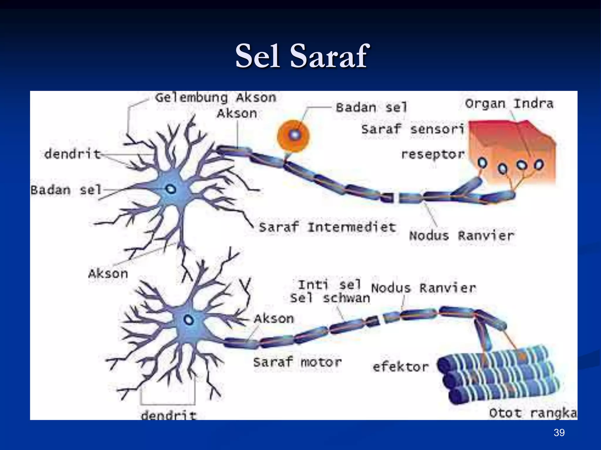 Sistem saraf pusat anatomi faal | PPTX