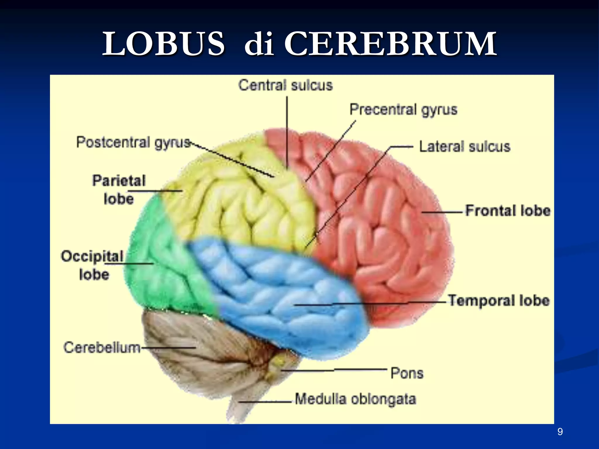 Sistem saraf pusat anatomi faal | PPTX