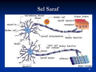 Sistem saraf pusat anatomi faal | PPTX