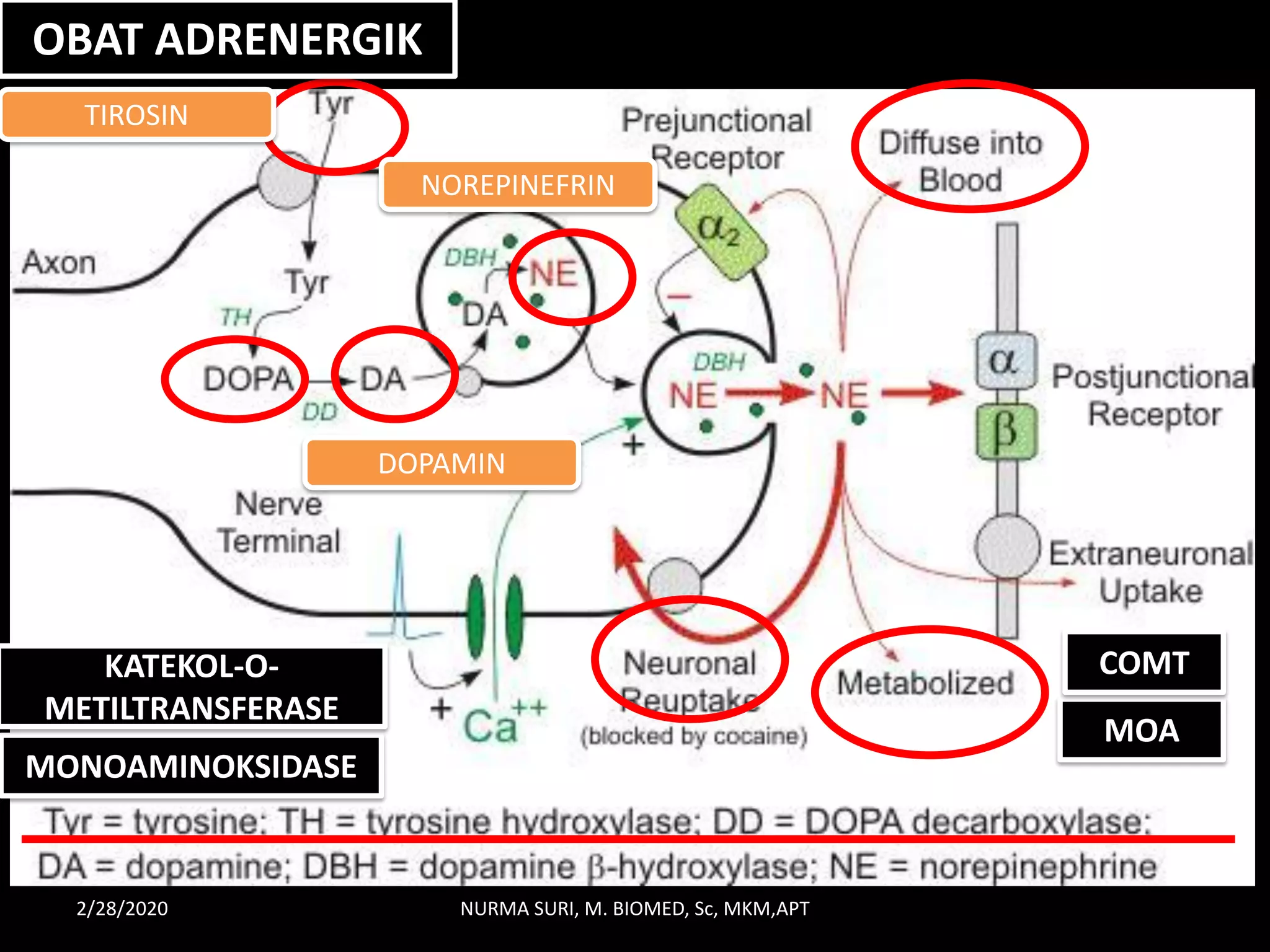 Sistem saraf pusat dan saraf otonom | PDF