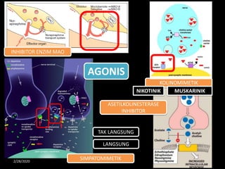 Sistem saraf pusat dan saraf otonom | PDF