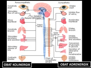 Sistem saraf pusat dan saraf otonom | PDF