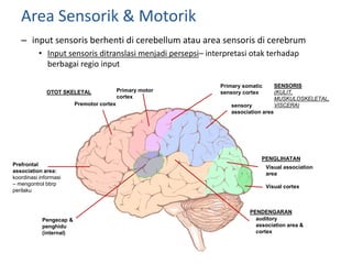 anatomi sistem saraf pusat dan perifer belajar mandiri.pdf