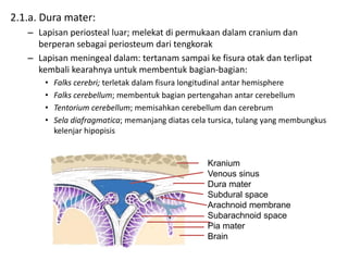anatomi sistem saraf pusat dan perifer belajar mandiri.pdf