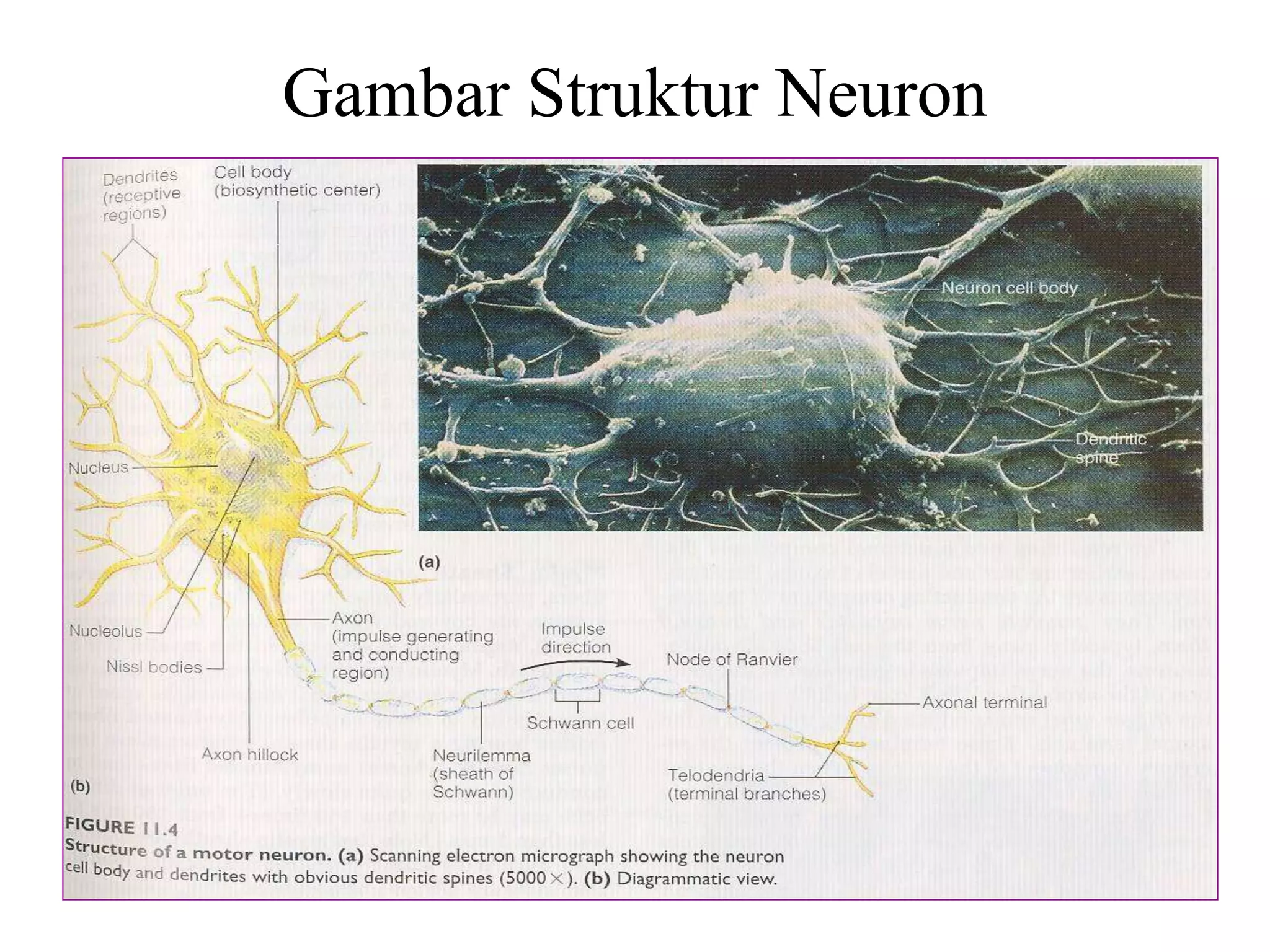 SISTEM SARAF T4.ppt | Free Download
