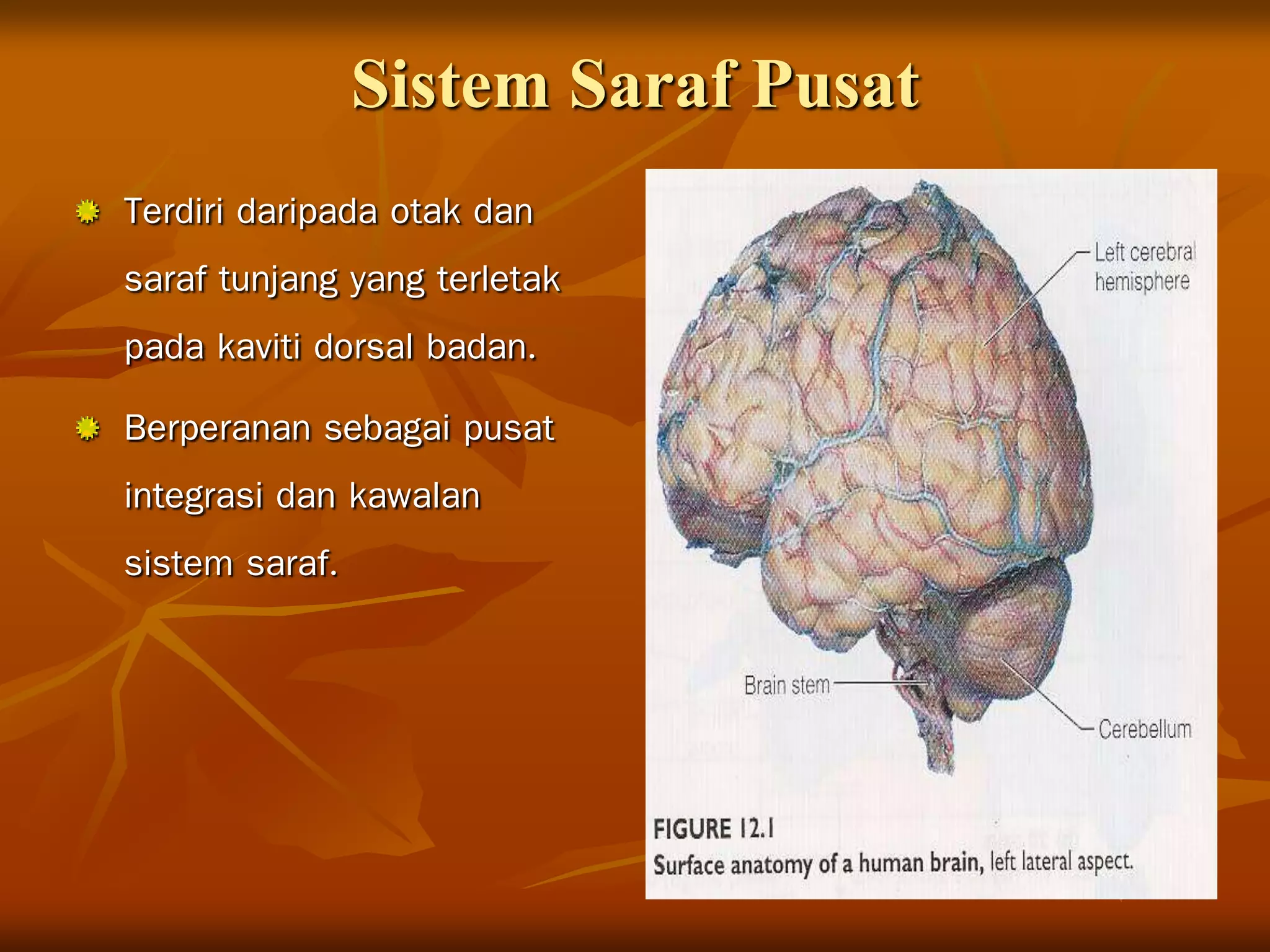 SISTEM SARAF T4.ppt | Free Download
