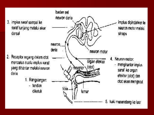 SISTEM SARAF T4.ppt | Free Download