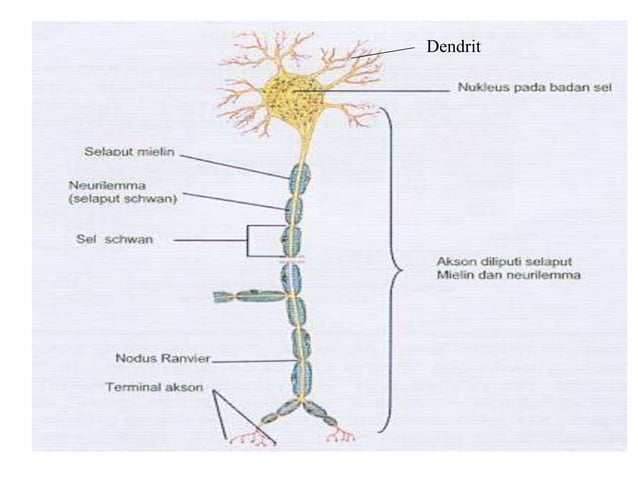 SISTEM SARAF T4.ppt | Free Download