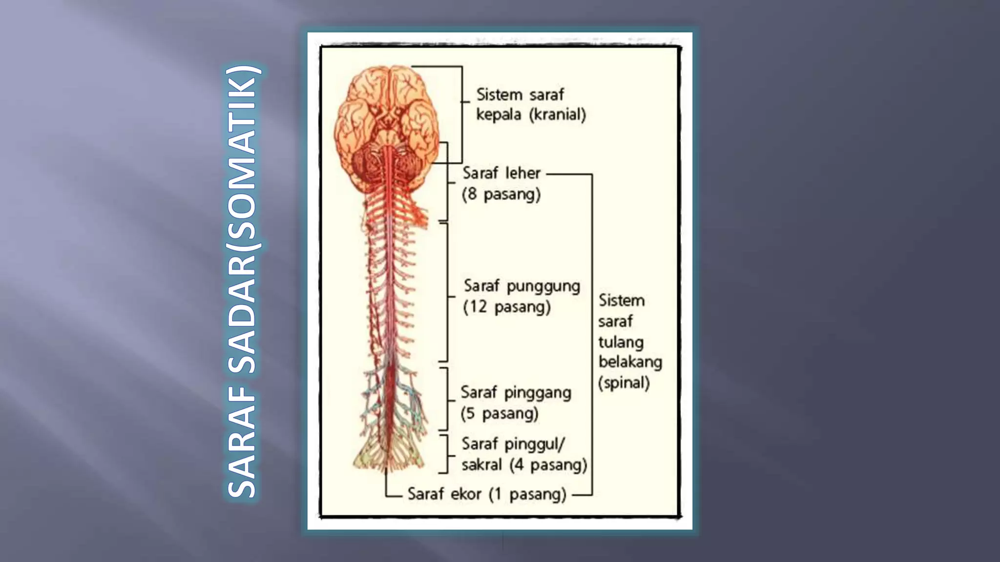 Sistem saraf tepi (sma) | PPTX