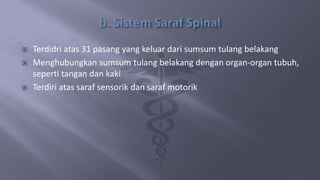 Sistem saraf tepi (sma) | PPTX