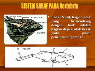 Sistem saraf vertebrata | PPT