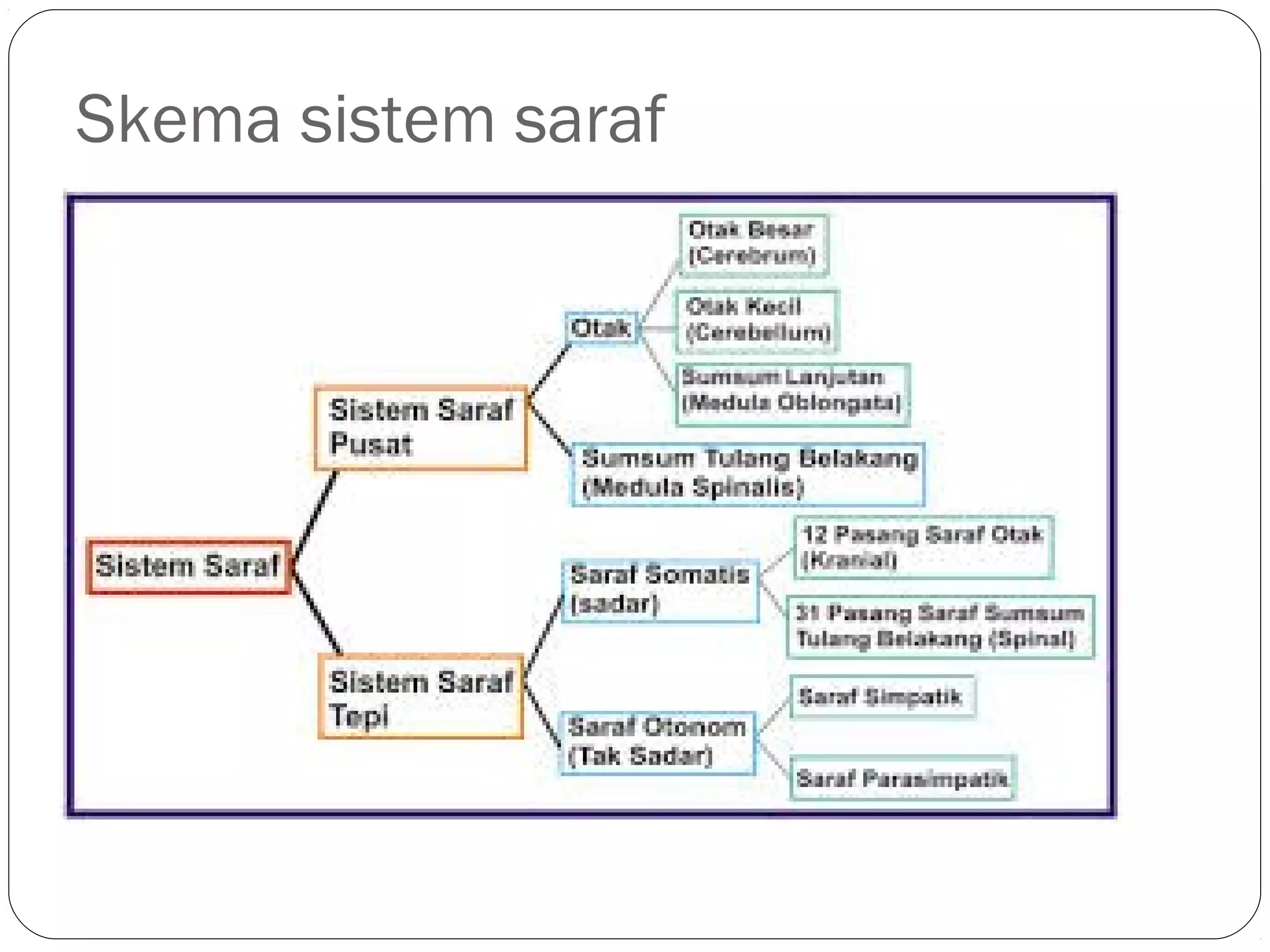 Sistem saraf | PPT