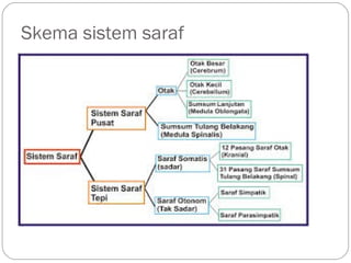 Sistem saraf | PPT