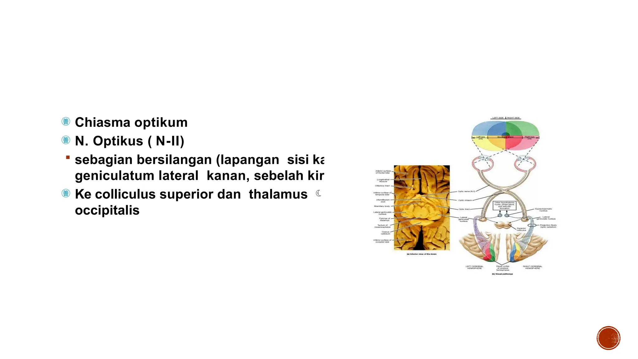 Sistem sensori manusia terkait anatomi dan fisiologi.pptx