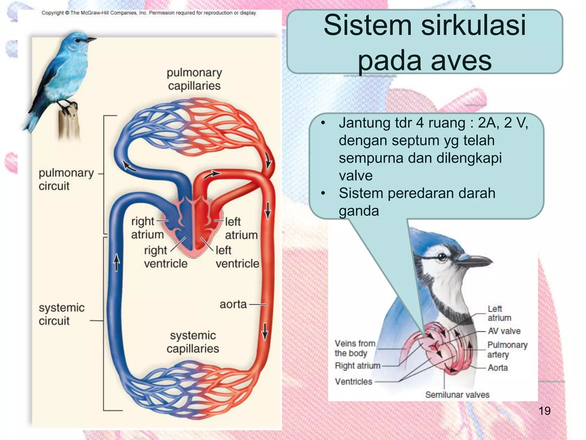 Sistem sirkulasi | PDF