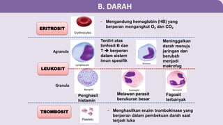 SISTEM PEREDARAN DARAH DAN SISTEM LIMFAA | PPT | Free Download