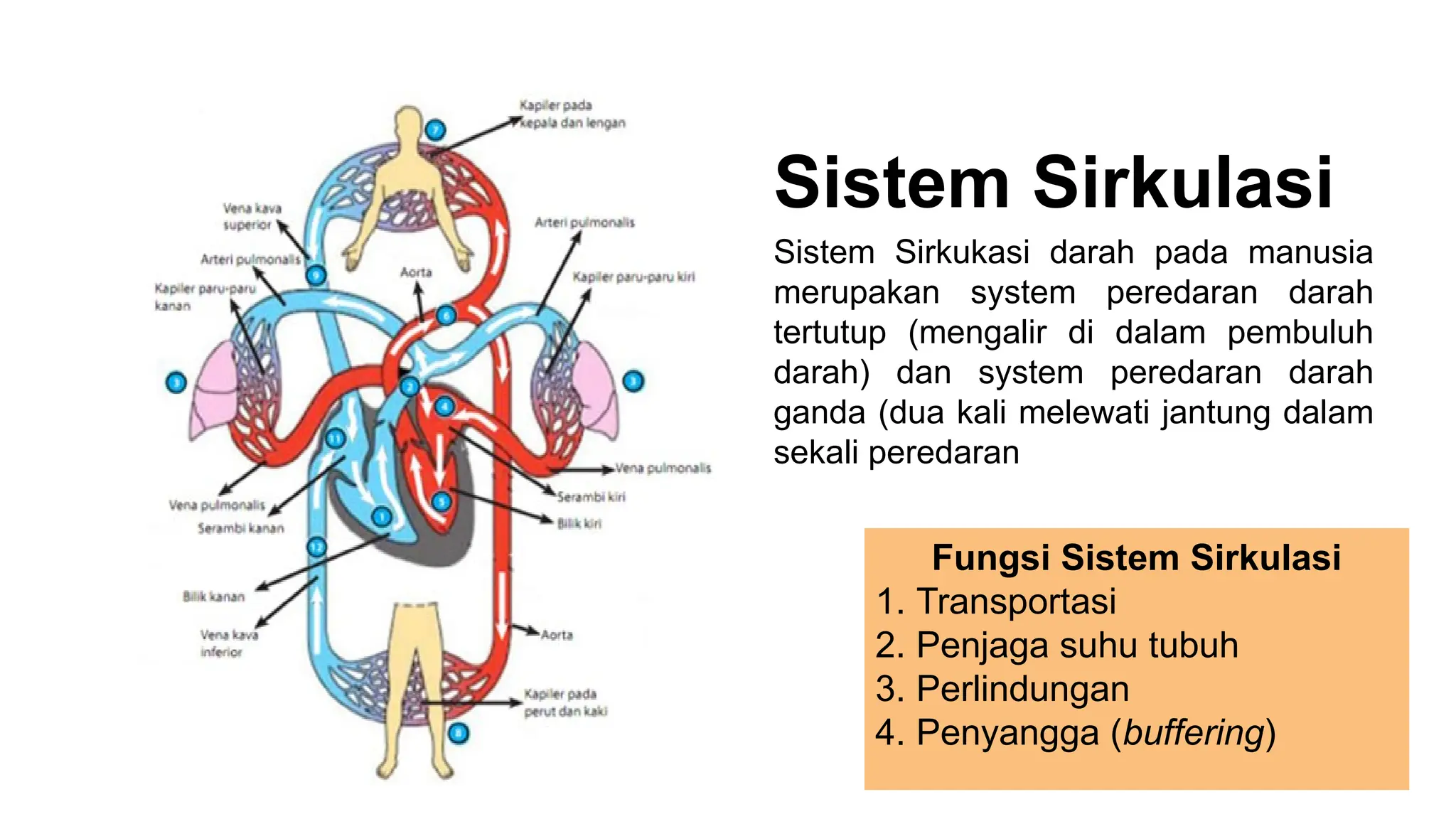 PPT Materi Sistem Sirkulasi untuk kelas XI SMA/MA.pptx