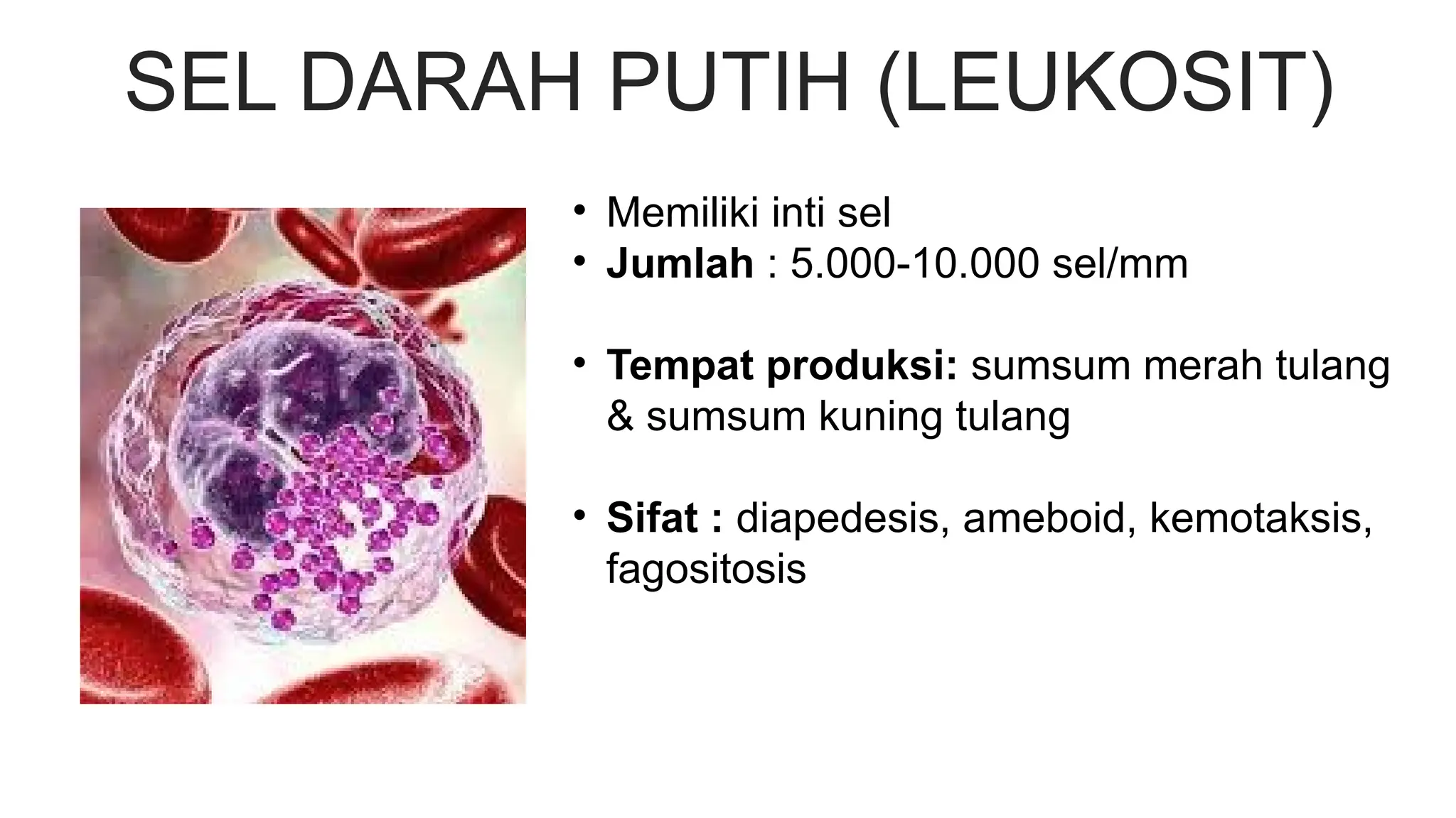 PPT Materi Sistem Sirkulasi untuk kelas XI SMA/MA.pptx