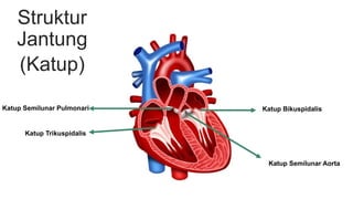 PPT Materi Sistem Sirkulasi untuk kelas XI SMA/MA.pptx