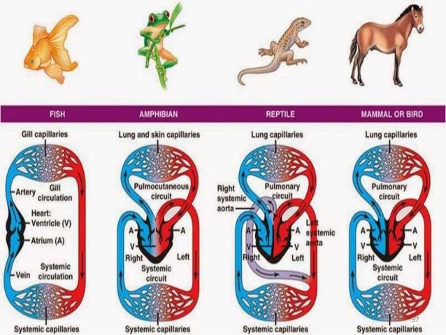 Sistem Peredaran Darah Pada Hewan Vertebrata - Homecare24 Sistem Peredaran Darah Pada Hewan Vertebrata - Homecare24