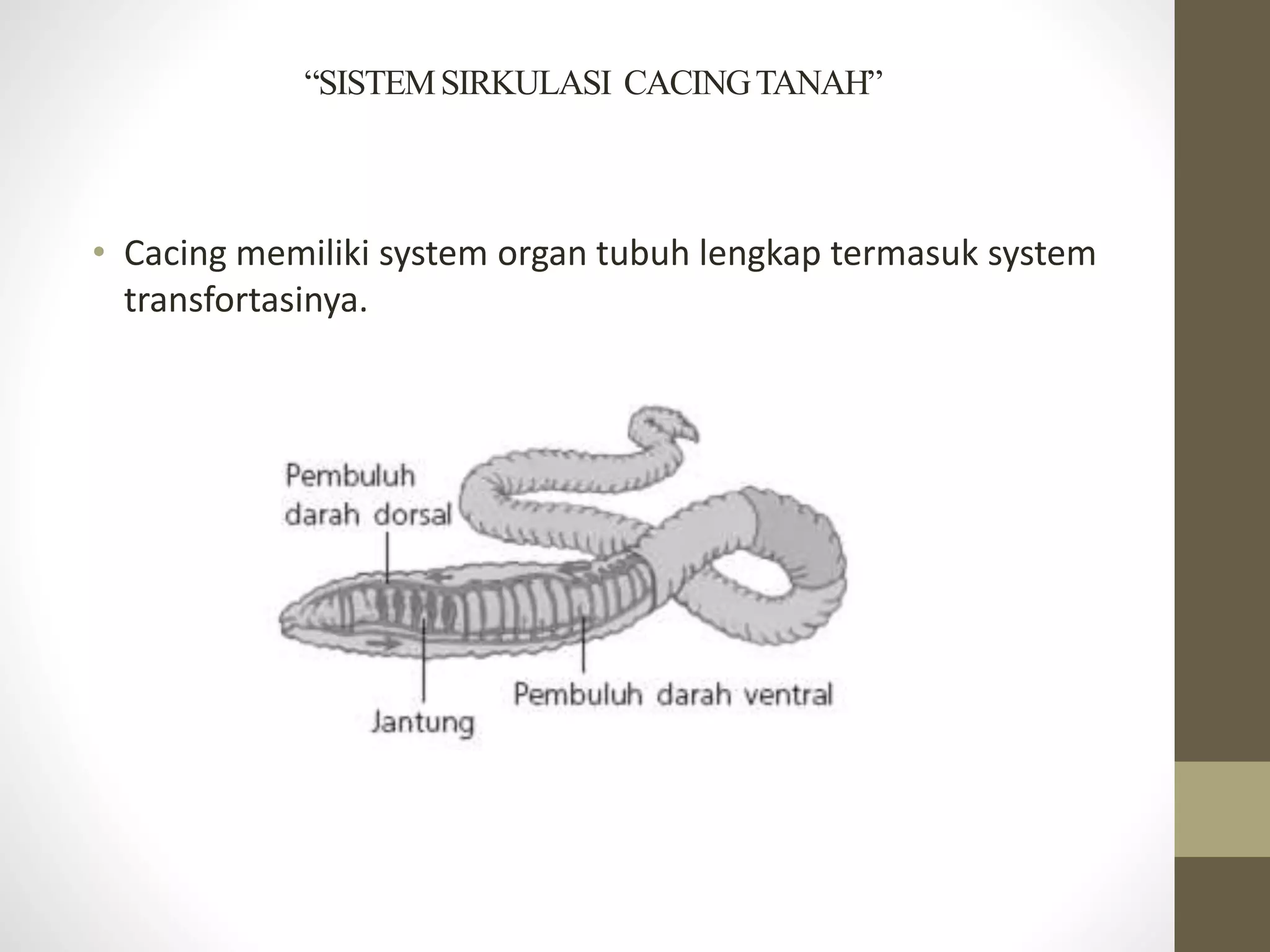 Sistem sirkulasi kelompok 3 | PPTX