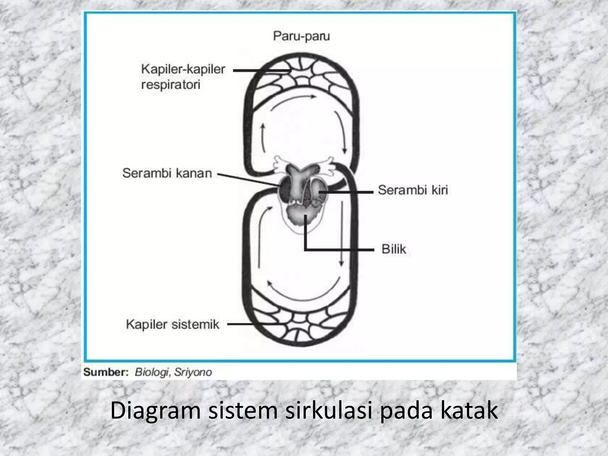 Sistem sirkulasi vertebrata | PPTX
