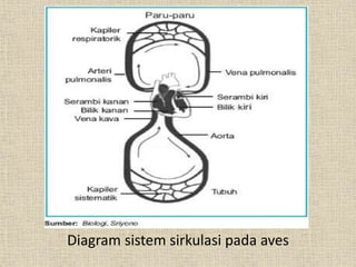 Sistem sirkulasi vertebrata | PPTX