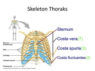 Sistem skeletal | PPTX