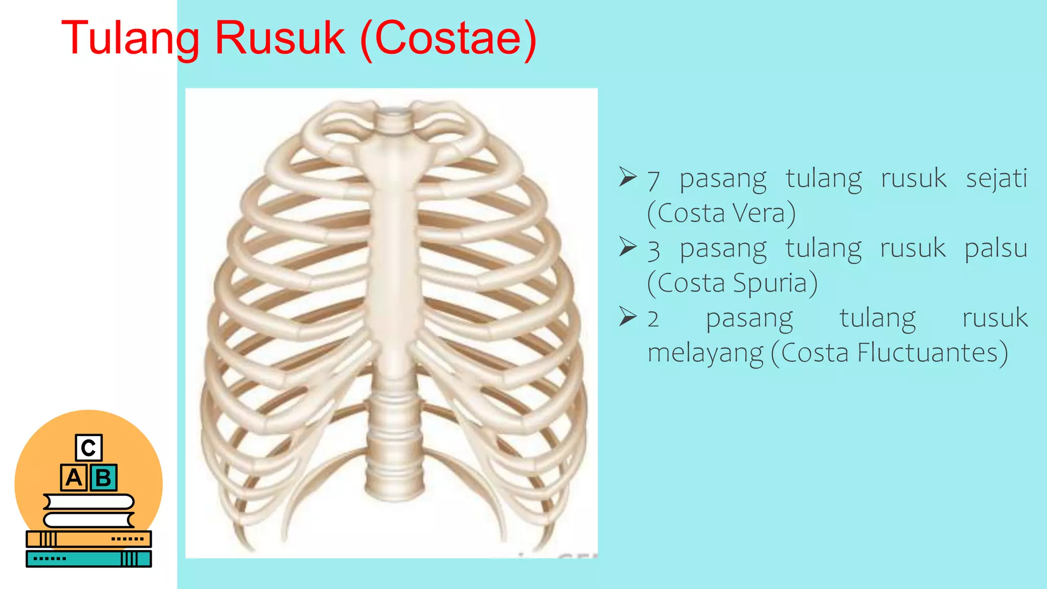 SISTEM SKELETAL.pptx