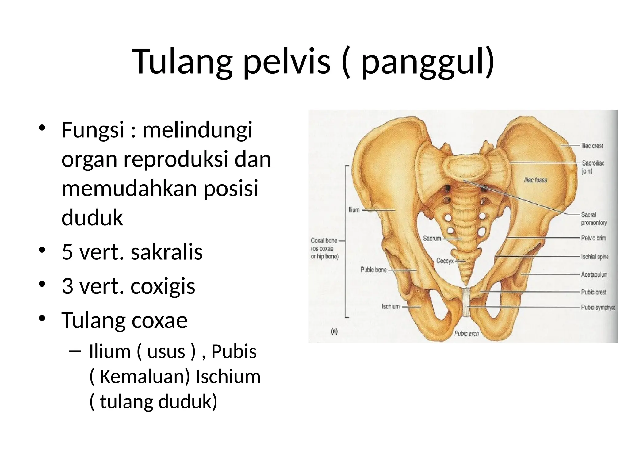 SISTEM SKELETAL.pptx Anatomy Fisiologi human | PPT
