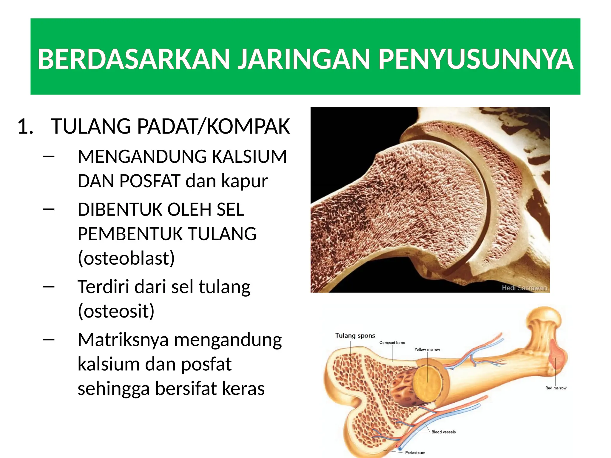 SISTEM SKELETAL.pptx Anatomy Fisiologi human | PPT
